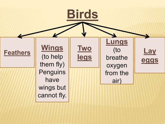 Mammals and birds.ppt | Birds | Pets
