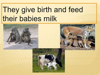 Mammals and birds.ppt