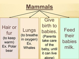 Mammals and birds.ppt