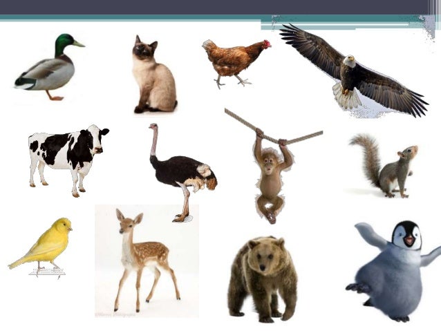 Mammals and birds.ppt
