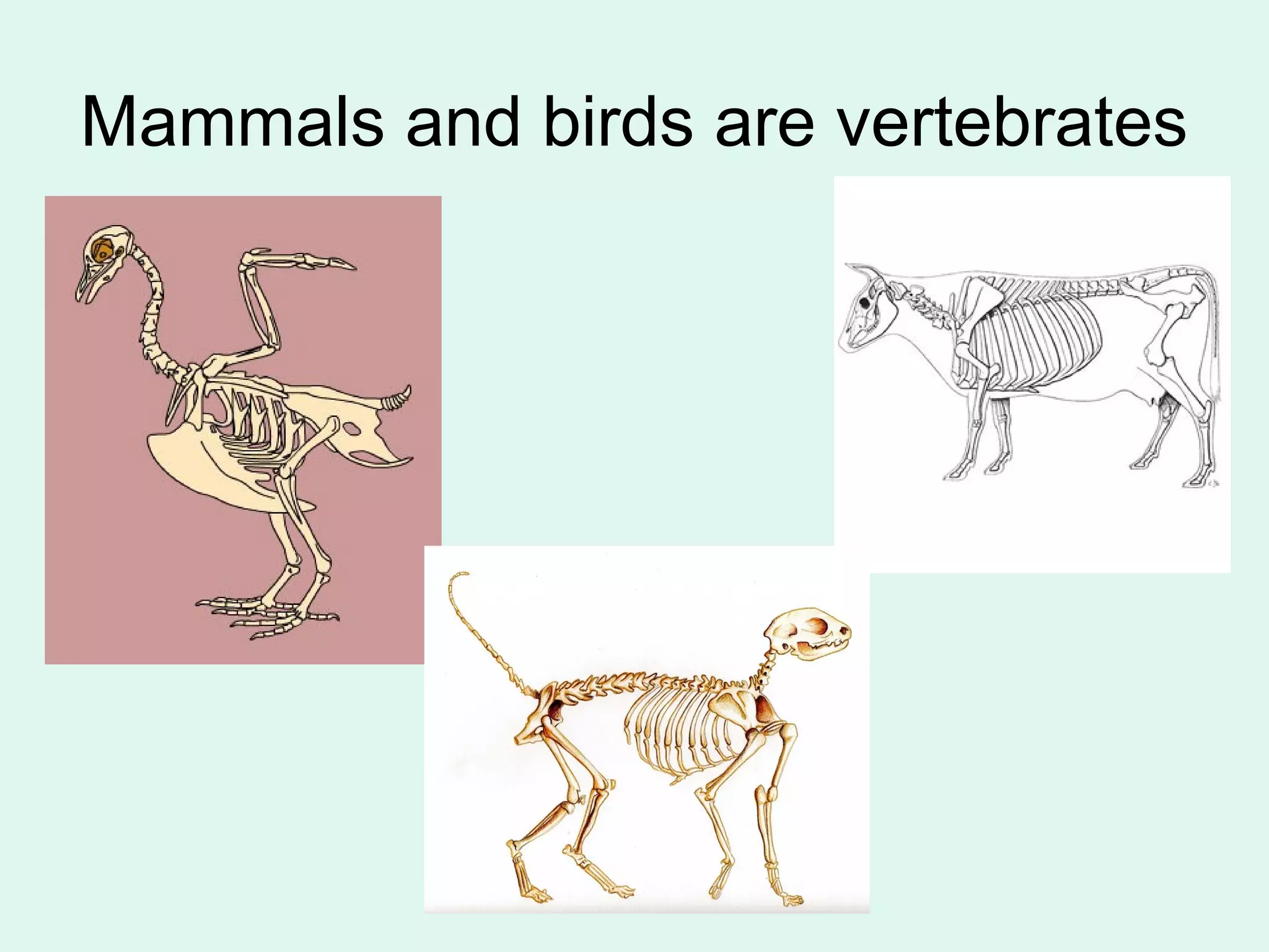 Mammals and birds ppt | PPT