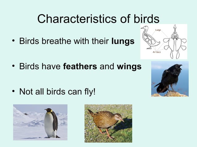 Mammals and birds ppt | PPT