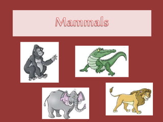 Mammals,birds and fish (1) | PPTX | Birds | Pets