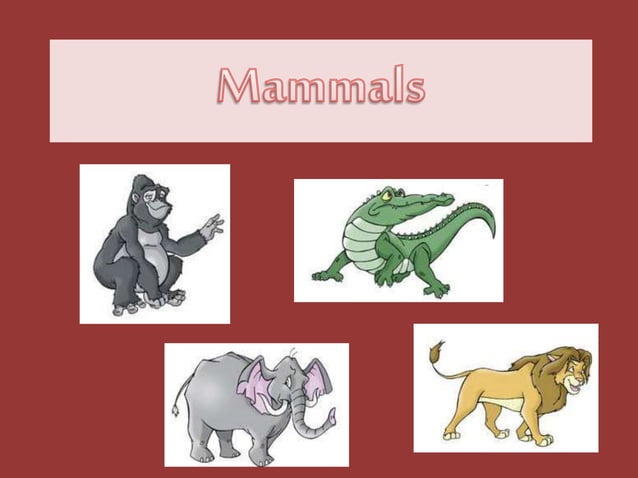 Mammals,birds and fish (1) | PPTX | Birds | Pets