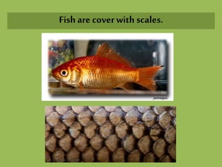 Mammals,birds and fish (1) | PPT