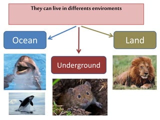 Mammals,birds and fish (1) | PPTX