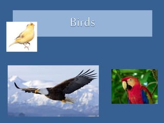 Mammals,birds and fish (1) | PPTX