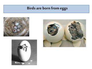 Mammals,birds and fish (1) | PPT