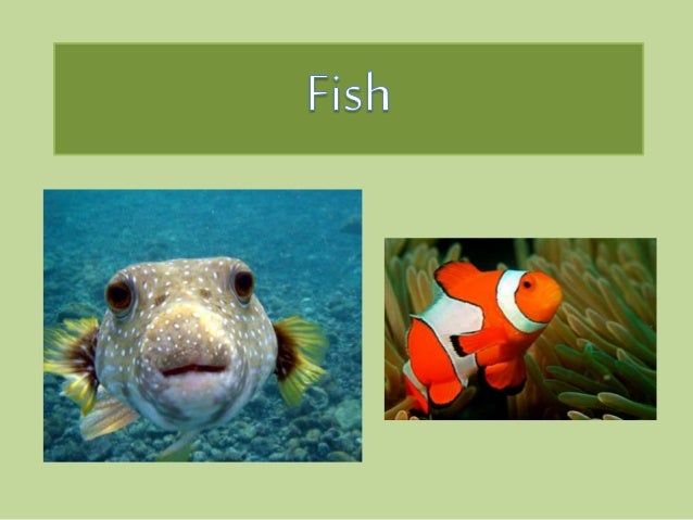 Mammals,birds and fish (1)