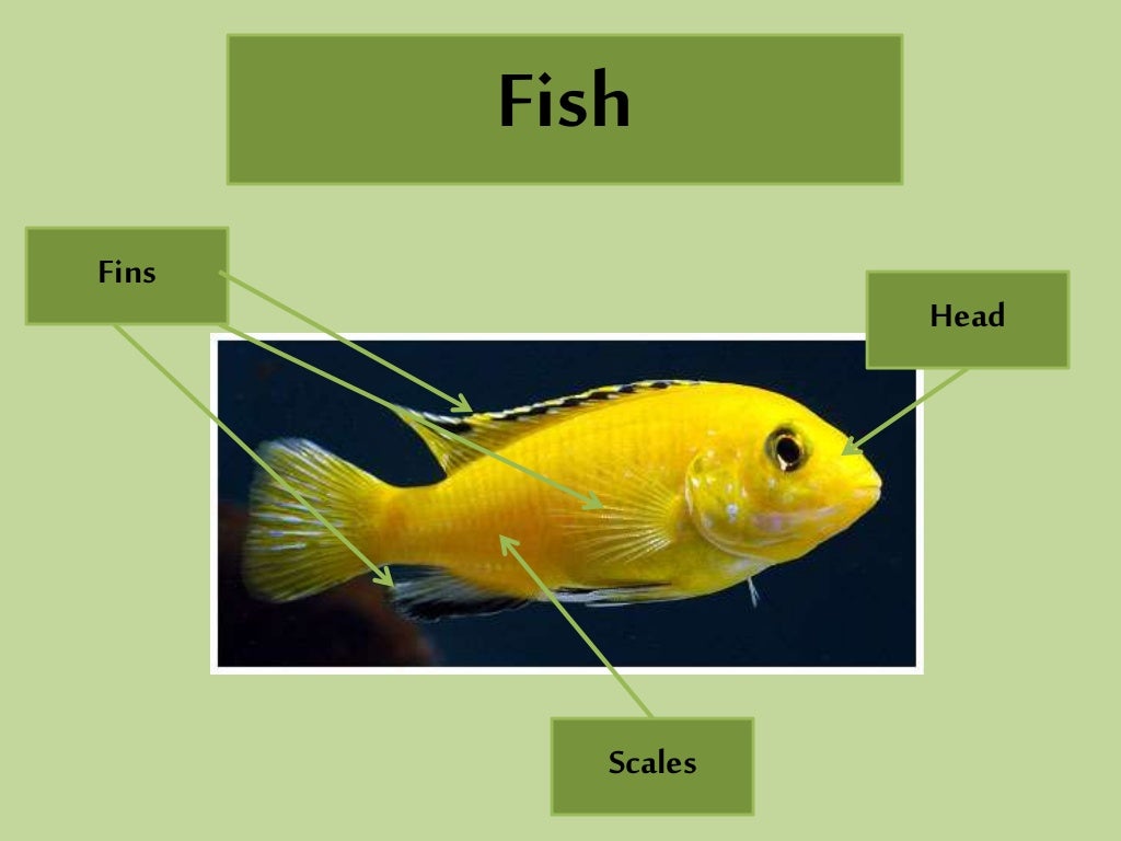 Mammals,birds and fish (1)