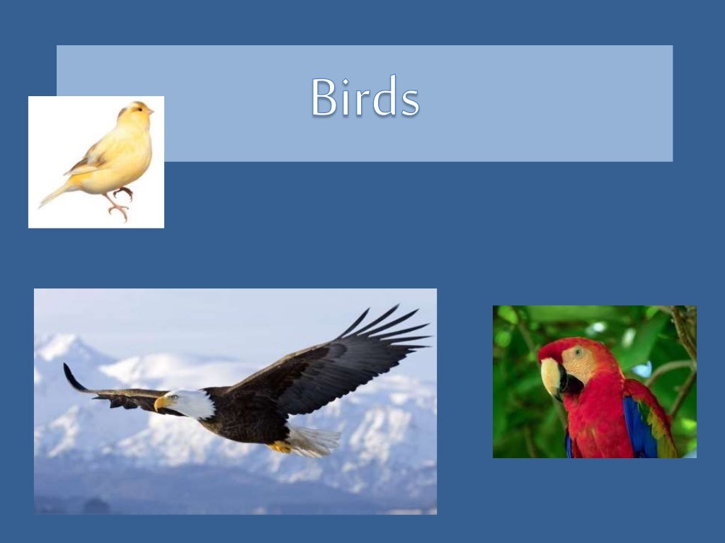 Mammals,birds and fish (1)