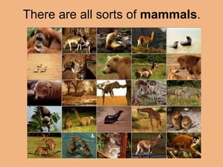 Mammals,birds,fish and amphibians | PPTX
