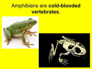 Mammals,birds,fish and amphibians | PPTX