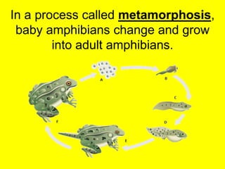 Mammals,birds,fish and amphibians | PPTX