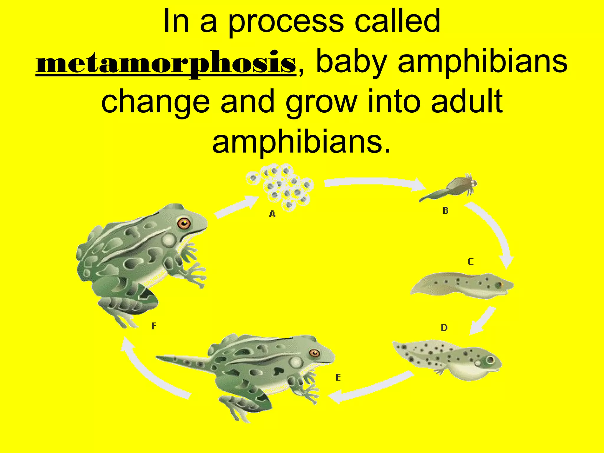 Mammals, birds, fish and amphibians (ScienceandEnglish.com) | PPT