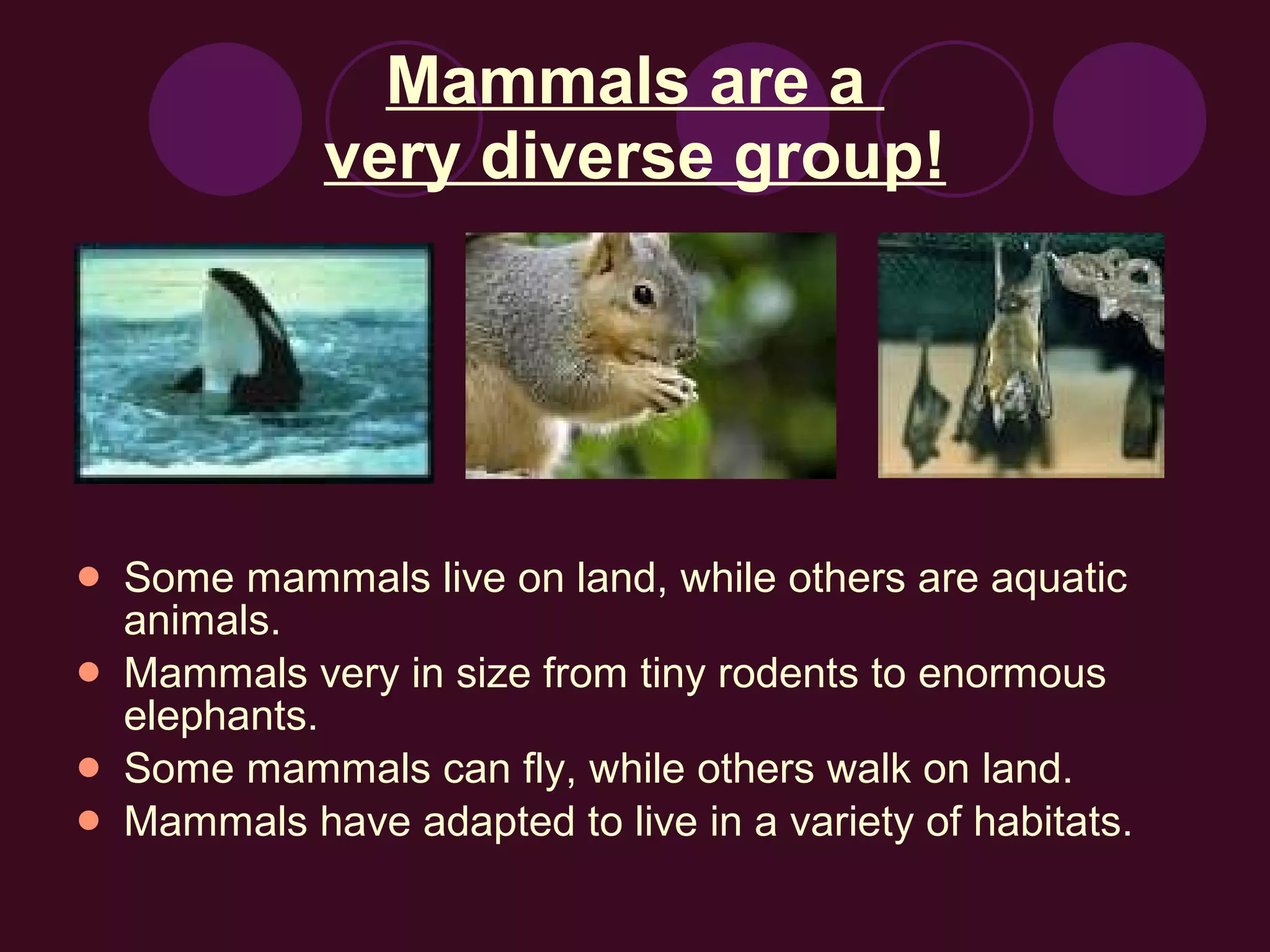 Mammals | PPT