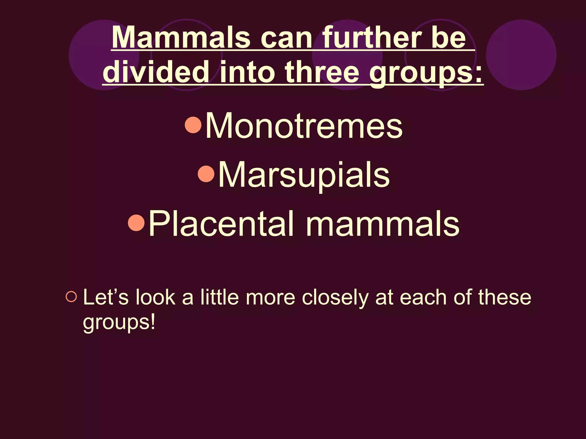 Mammals | PPT