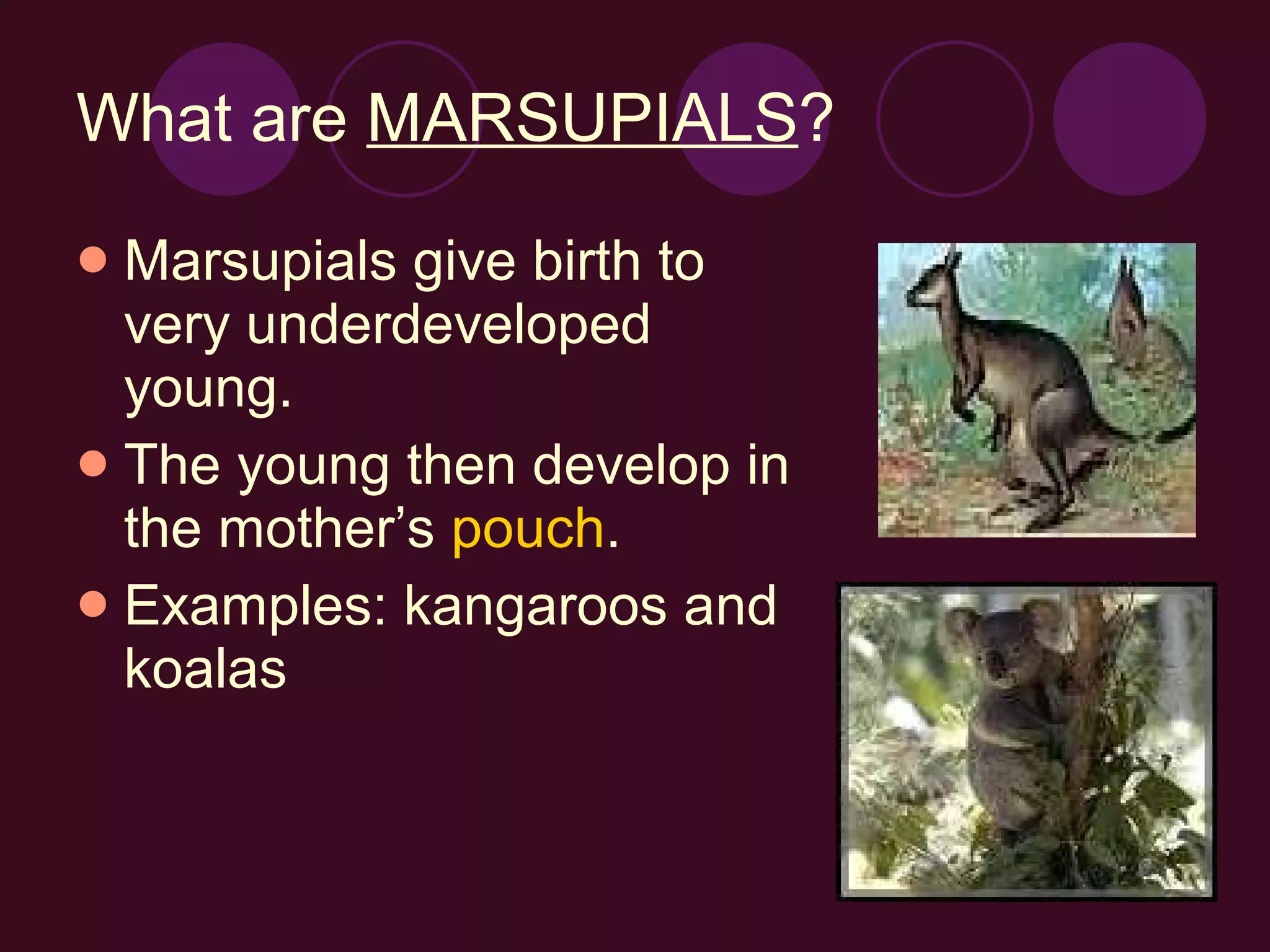 Mammals | PPT