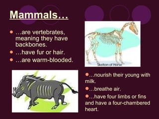 Mammals | PPT