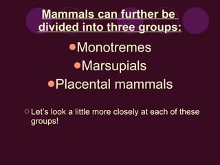 Mammals | PPT