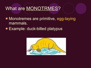 Mammals | PPT