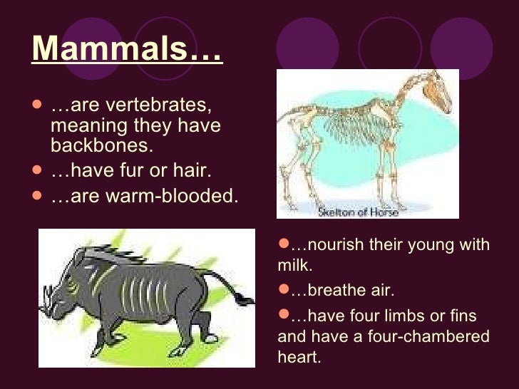 Mammals Meaning