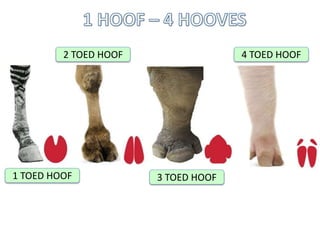 Mammals disney | PPTX