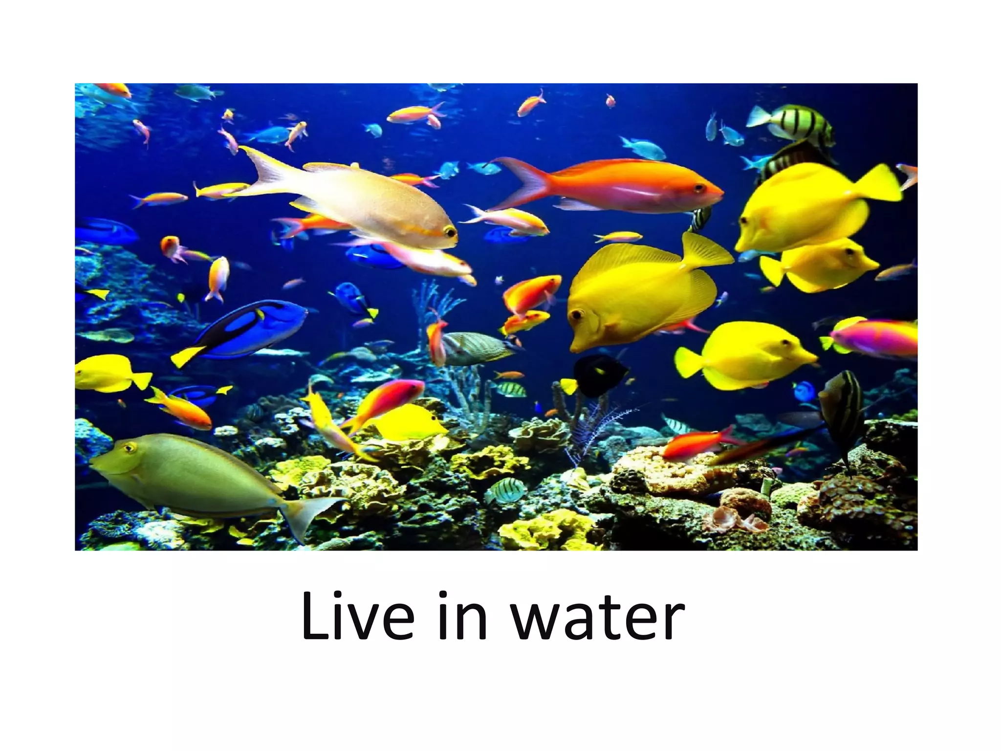 Mammals,fish,reptiles,birds,amphibians | PPT