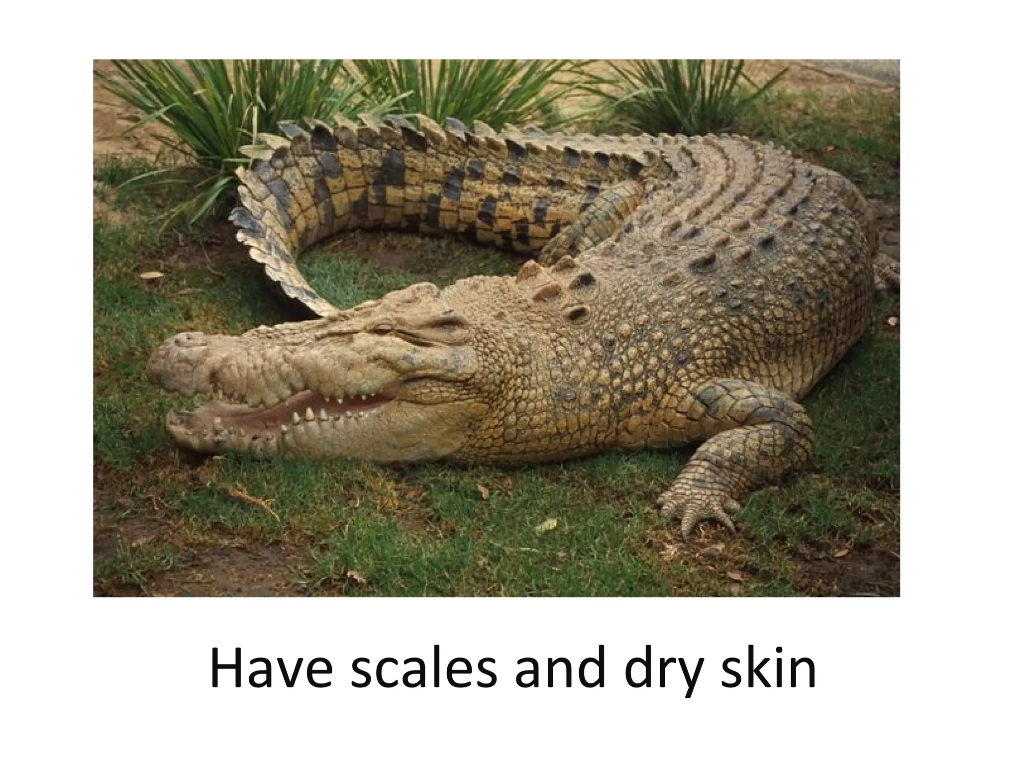 Mammals,fish,reptiles,birds,amphibians | PPT