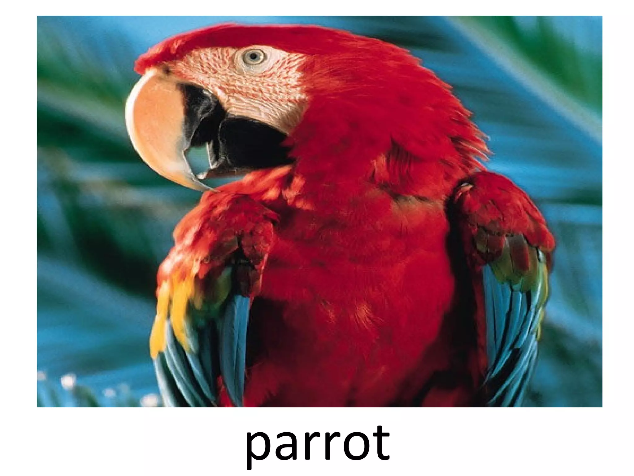 Mammals,fish,reptiles,birds,amphibians | PPT