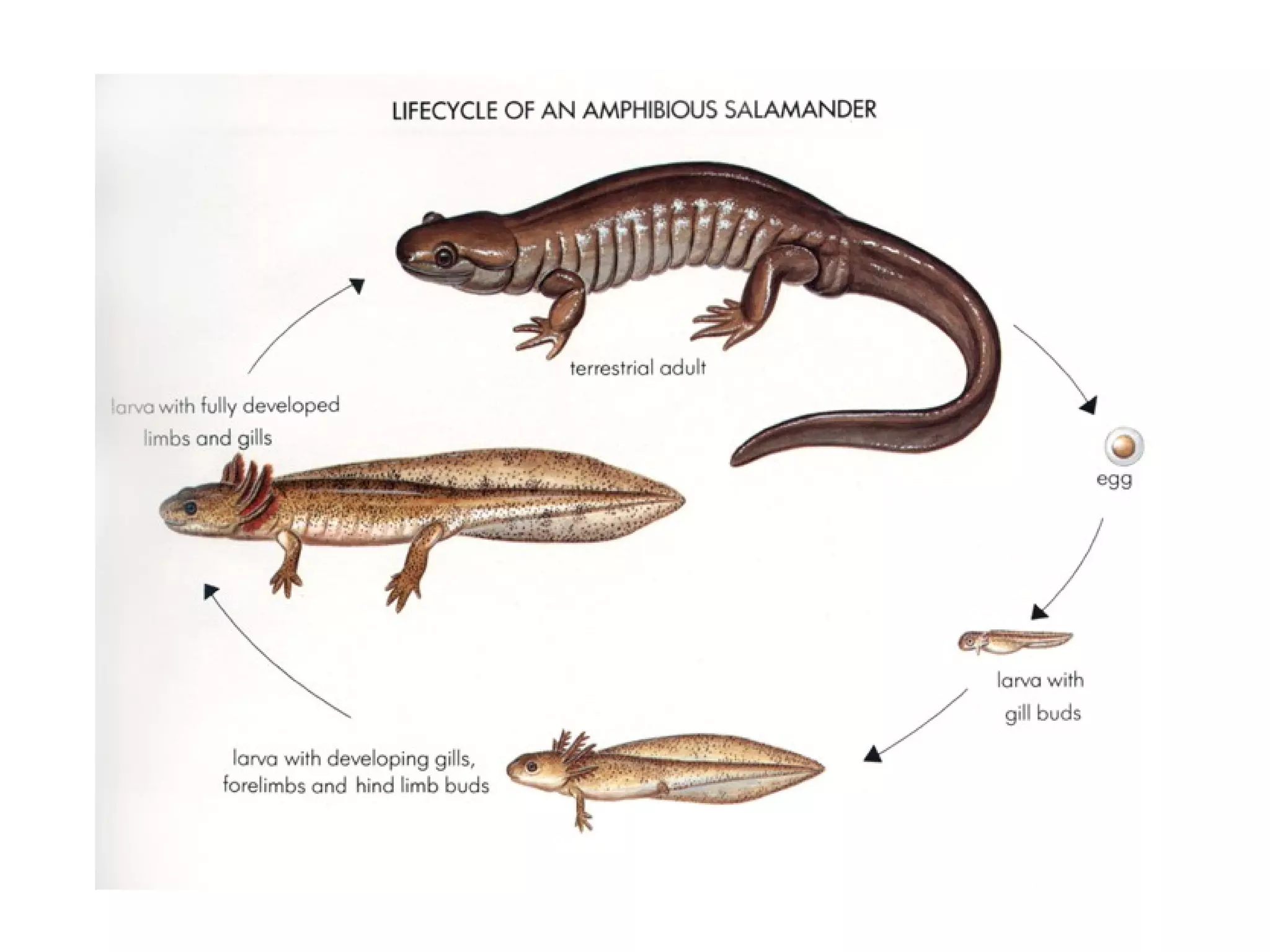 Mammals,fish,reptiles,birds,amphibians | PPT