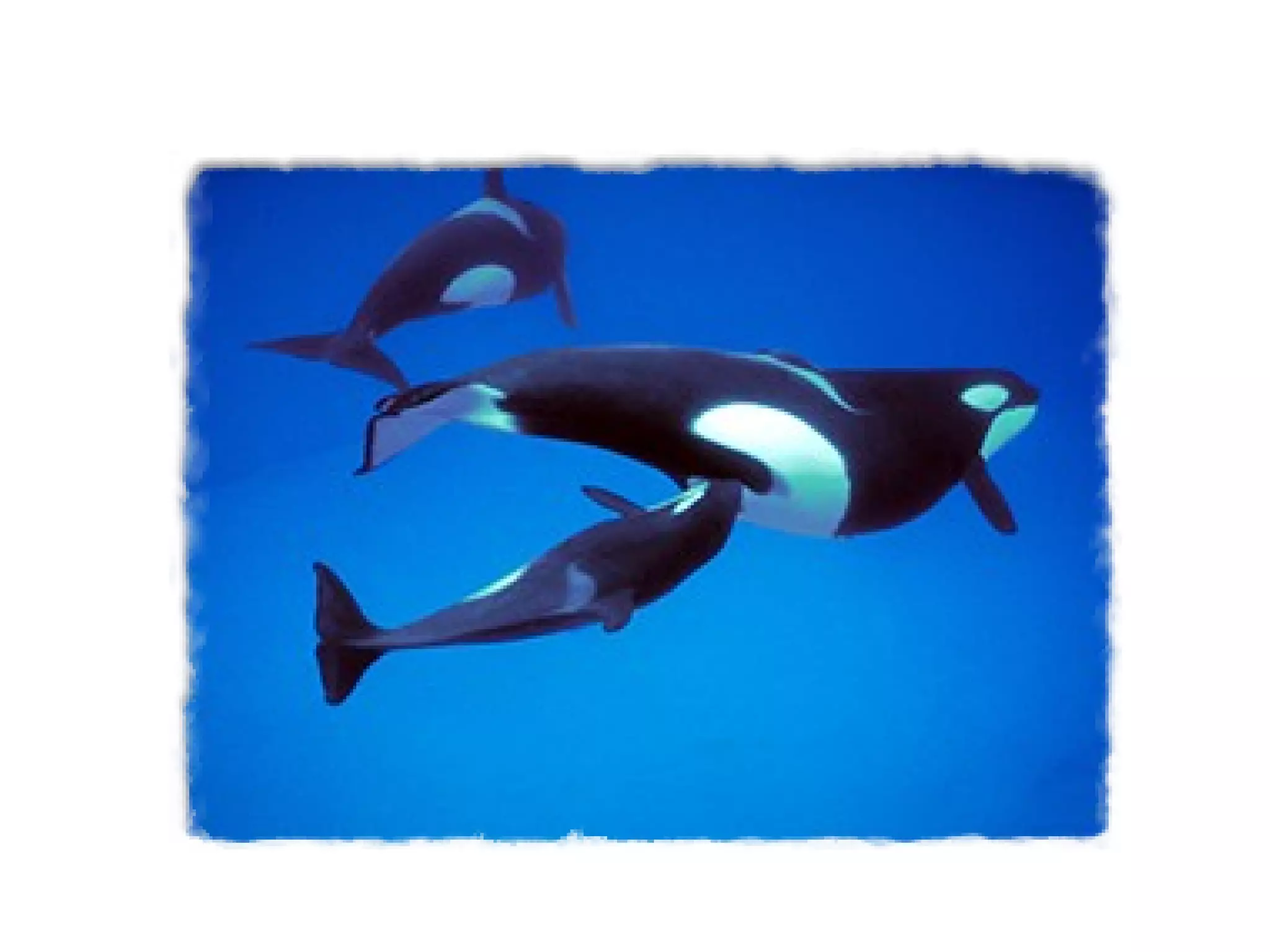 Mammals,fish,reptiles,birds,amphibians | PPT