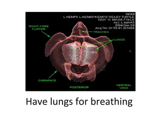 Mammals,fish,reptiles,birds,amphibians | PPT