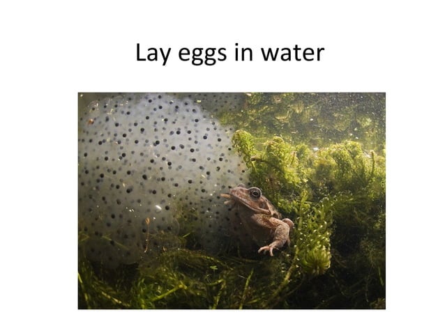 Mammals,fish,reptiles,birds,amphibians | PPT | Reptiles | Pets