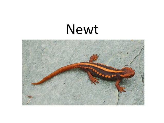 Mammals,fish,reptiles,birds,amphibians | PPT | Reptiles | Pets