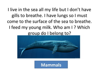 Mammals,fish,reptiles,birds,amphibians | PPT