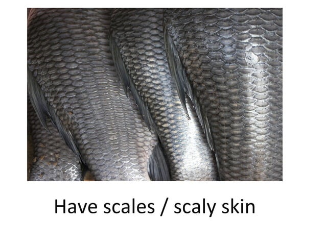 Mammals,fish,reptiles,birds,amphibians | PPT | Reptiles | Pets