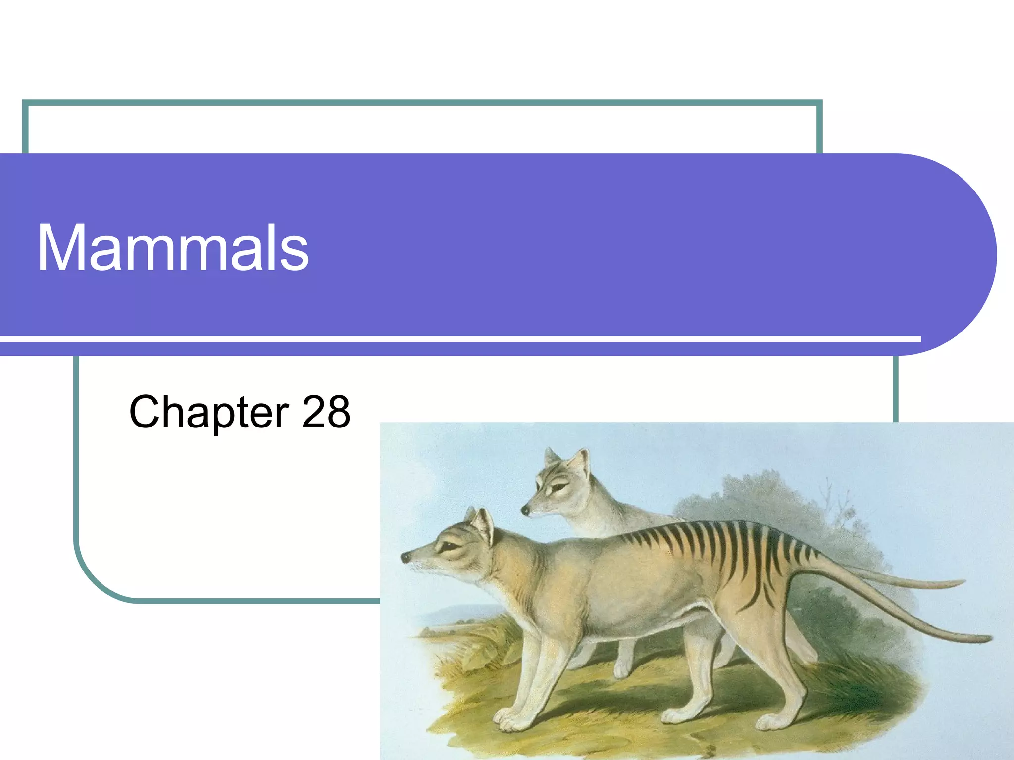 Mammals | PPT