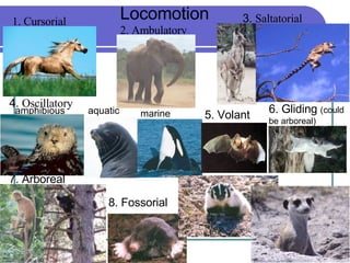 Mammals | PPT