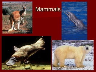 Mammals introduction | PPT