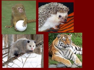 Mammals introduction | PPT