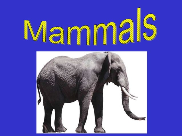 Mammals notes | PPTX