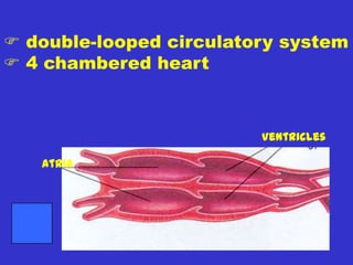 Mammals notes | PPTX