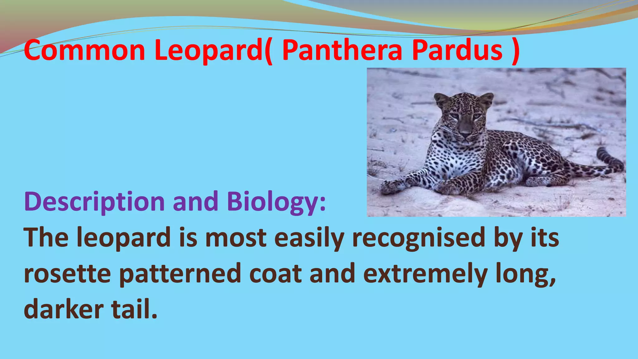 Mammals of pakistan | PPTX