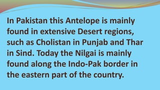 Mammals of pakistan | PPTX