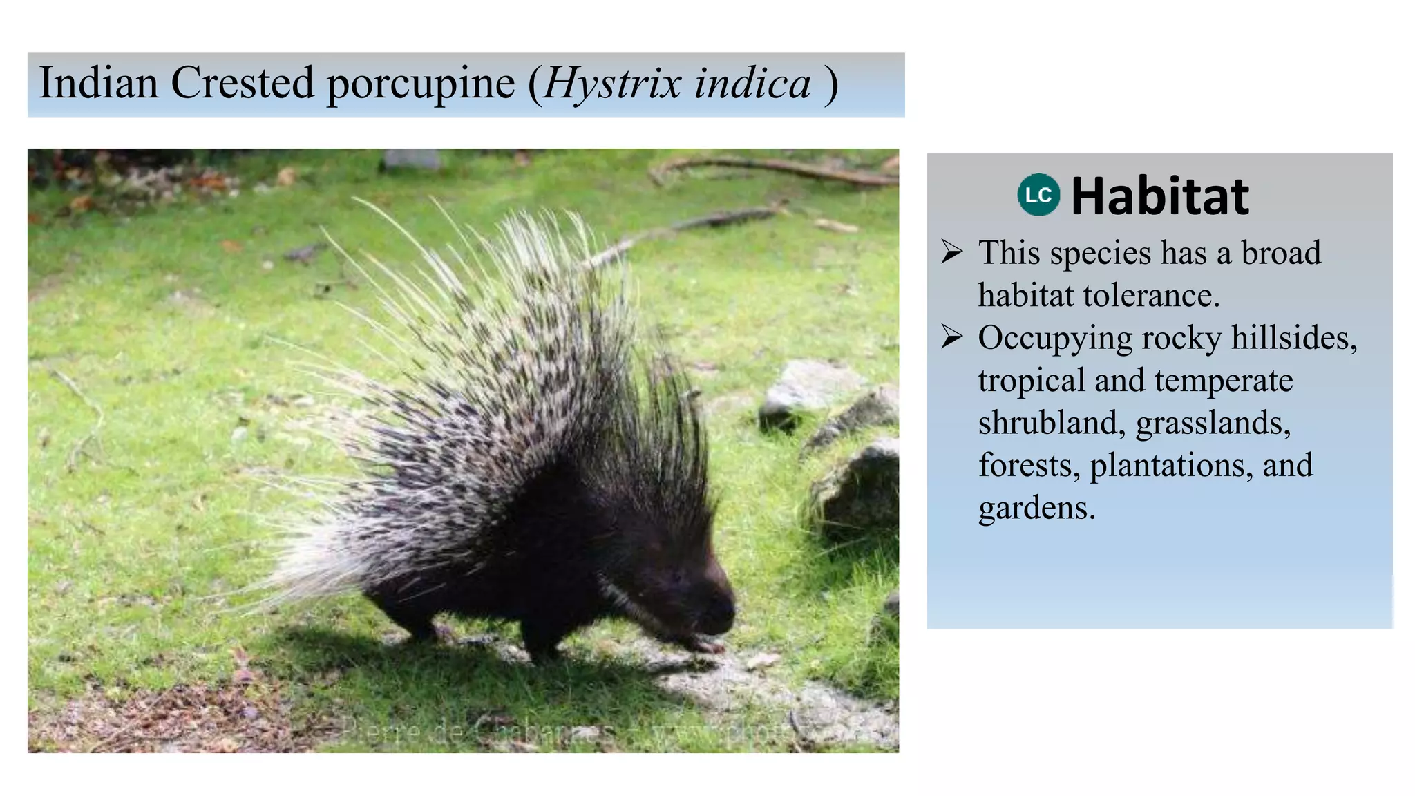 Mammals of pakistan 1 | PPTX