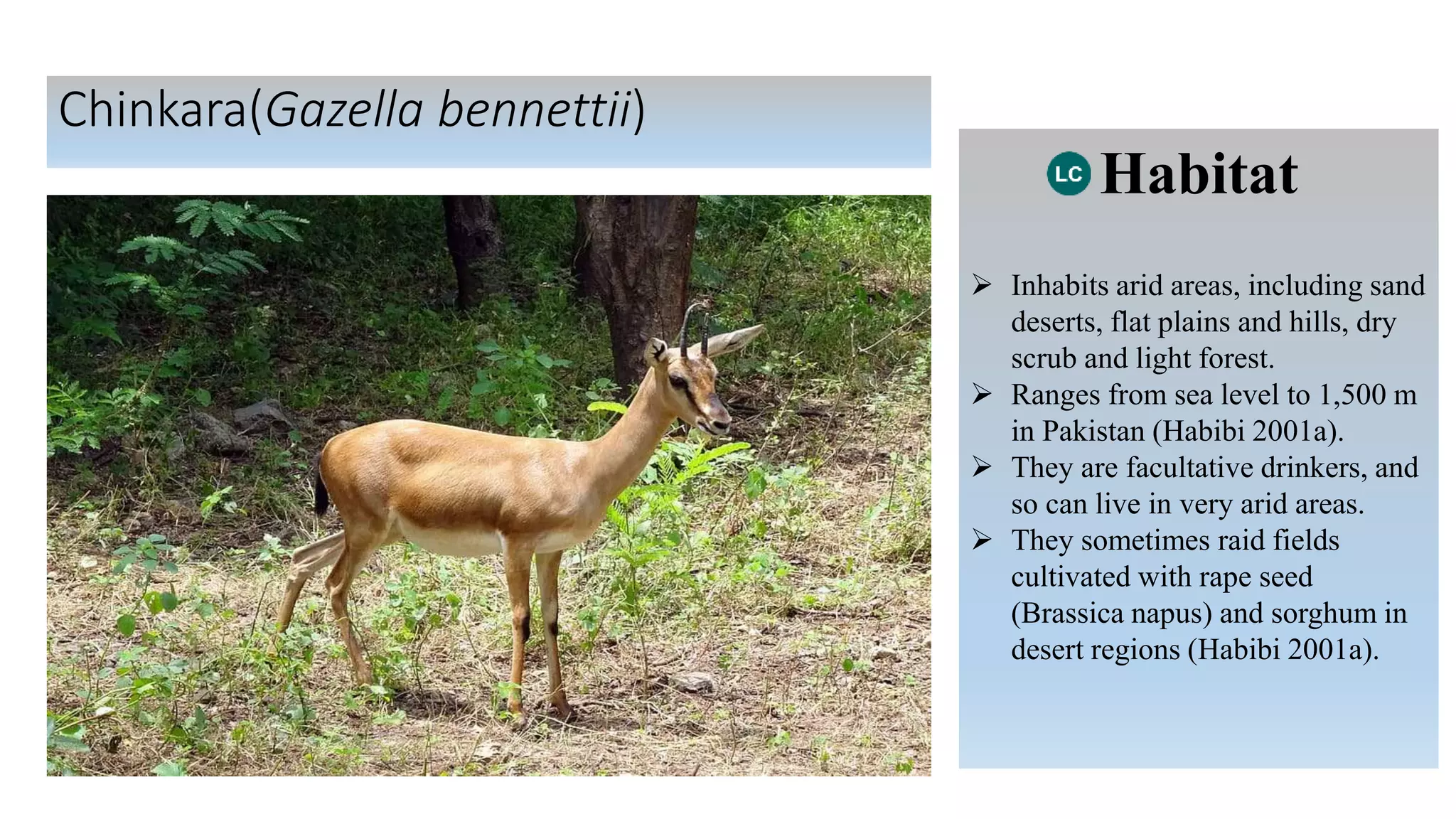 Mammals of pakistan 1 | PPTX