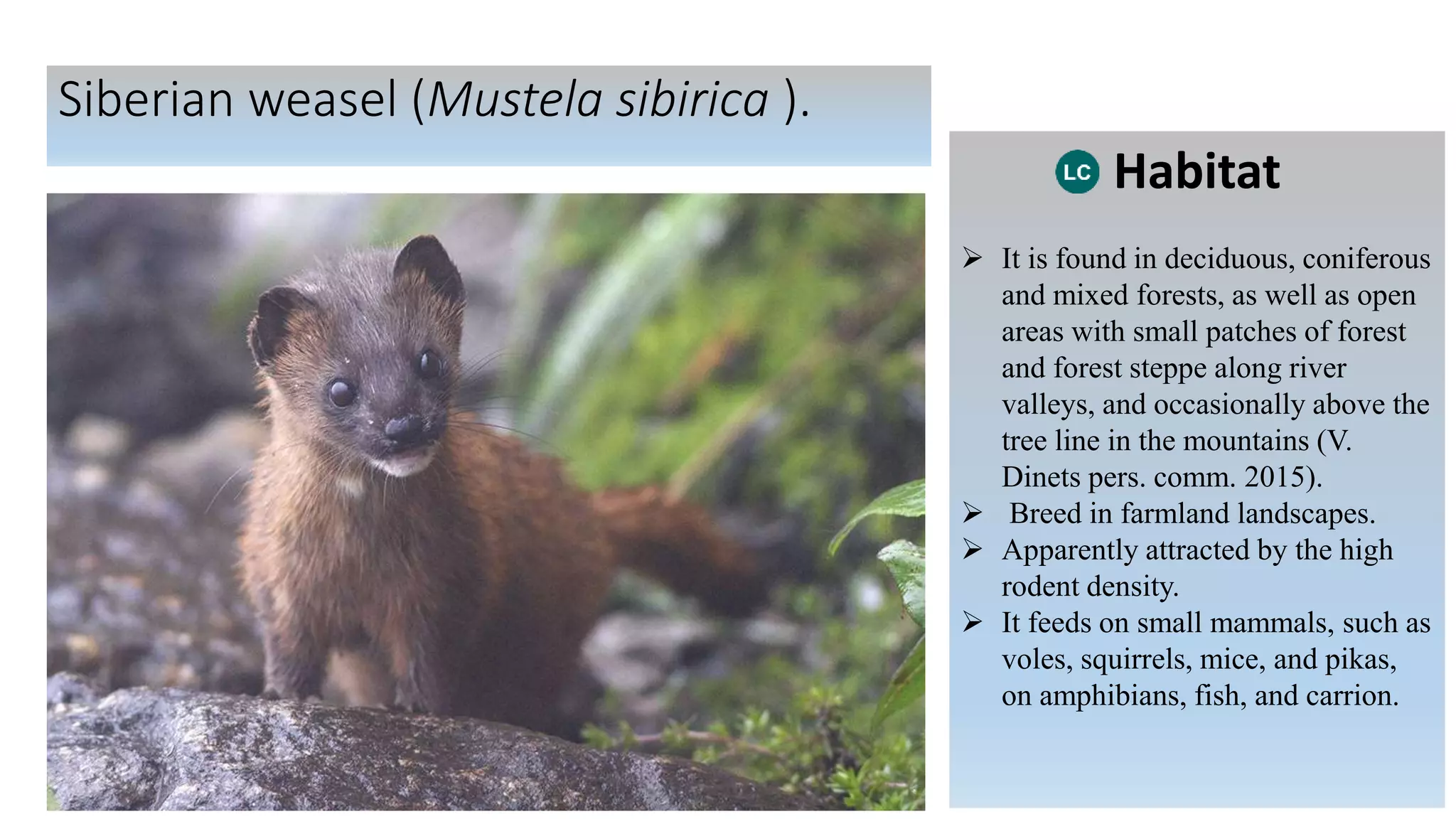 Mammals of pakistan 1 | PPTX