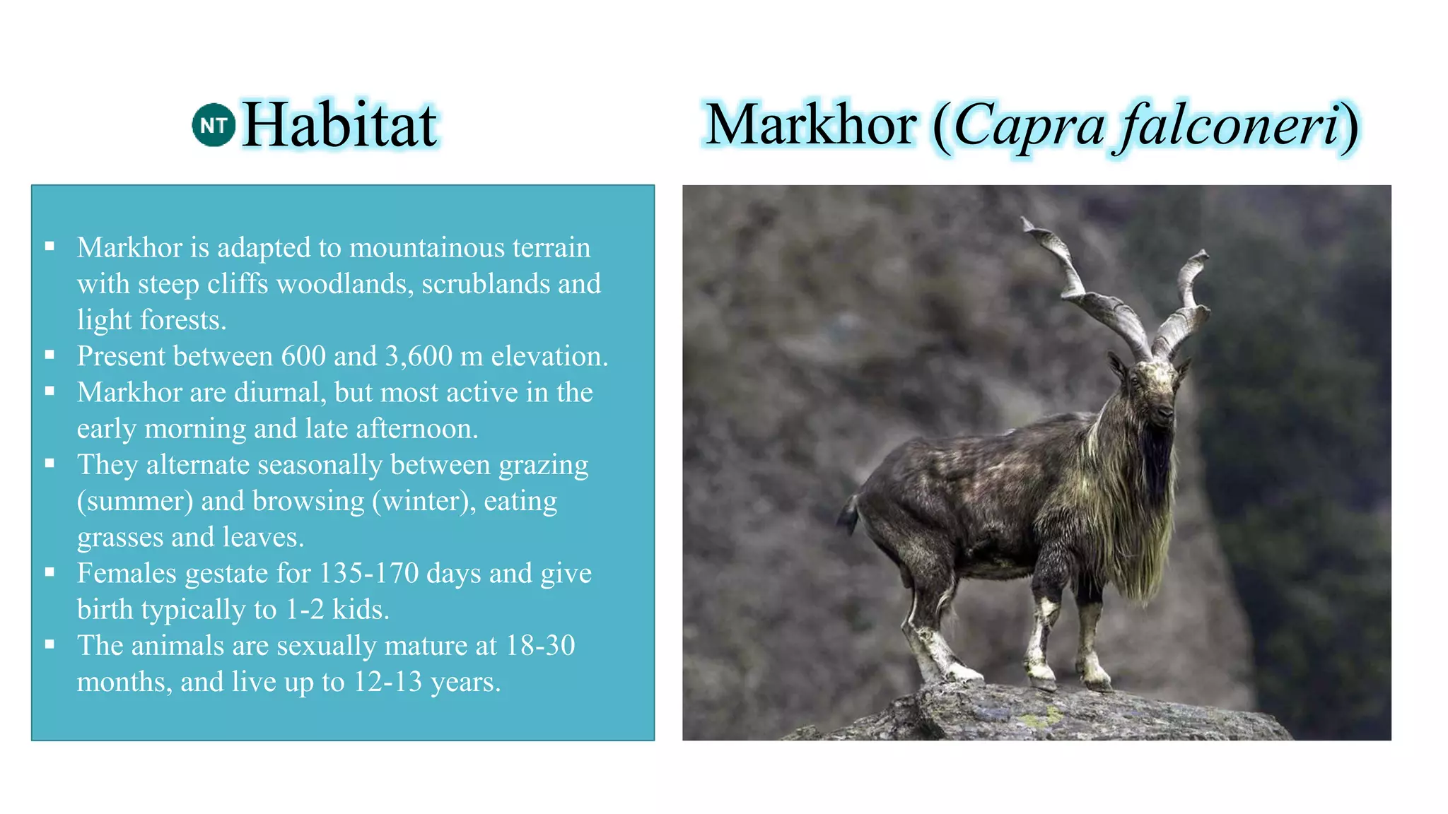 Mammals of pakistan 2 | PPTX