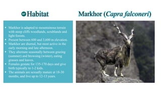 Mammals of pakistan 2 | PPTX